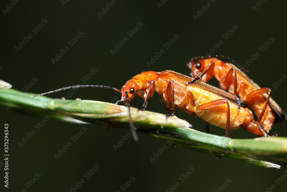 Mating process of common red soldier beetles on a stem of a plant Stock ...