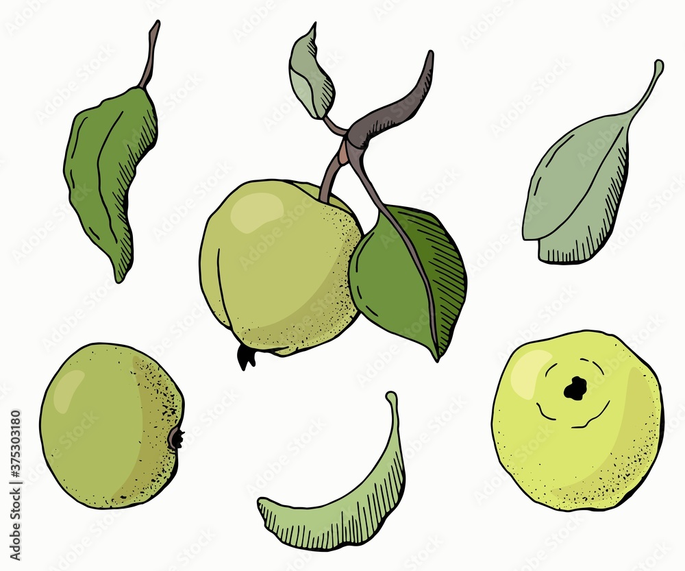 Set of green apples and leaves. Cartoon style. White background ...