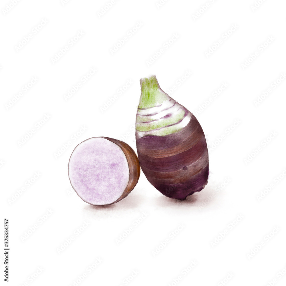 Watercolor Illustration of Taro. One whole and one cut in half showing ...