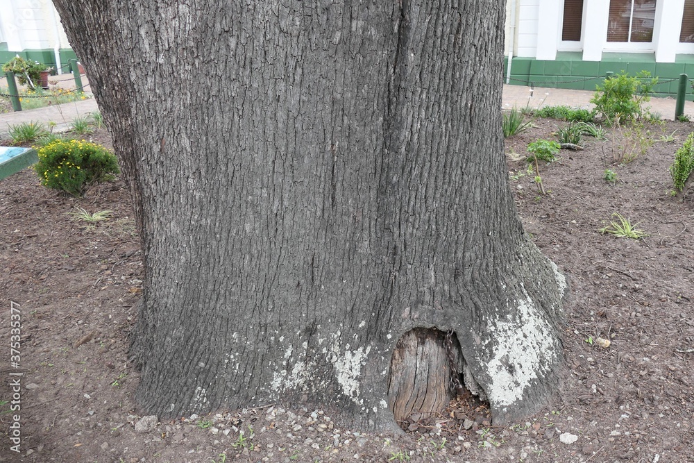 Stockfoto Der „Old Slave Tree“ steht vor dem Tourismusbüro in George ...