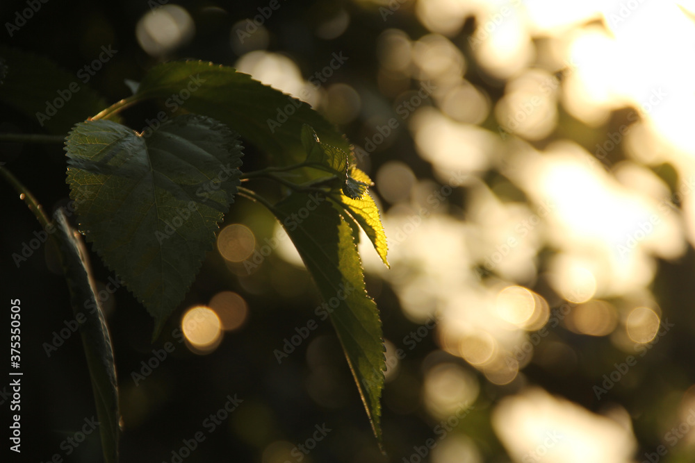 Leaves in the shade. Leaves in a ray of sun. Background. Yellow and ...
