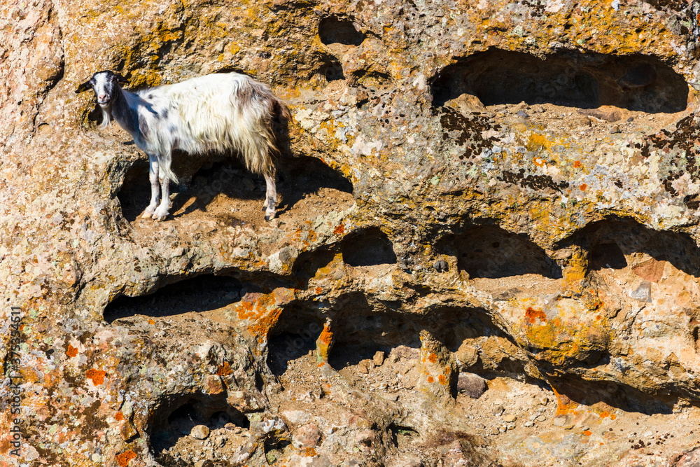 Goat On the Rock Stock Photo | Adobe Stock