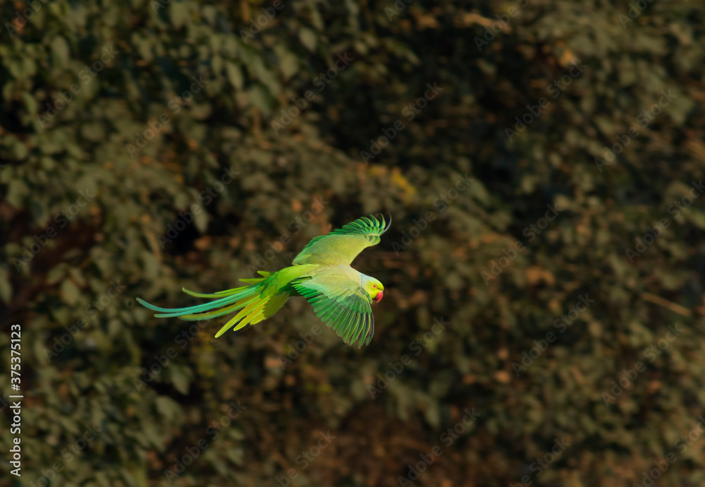 parakeet in flight with full wing span, rose ringed parakeet flying in ...