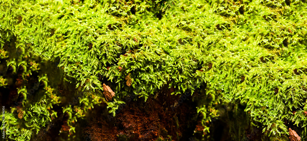 Green moss on a tree. This is a close-up/macro photo of moss, showing ...