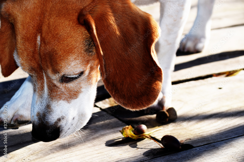 Foto de perro oliendo suelo en otoño do Stock | Adobe Stock