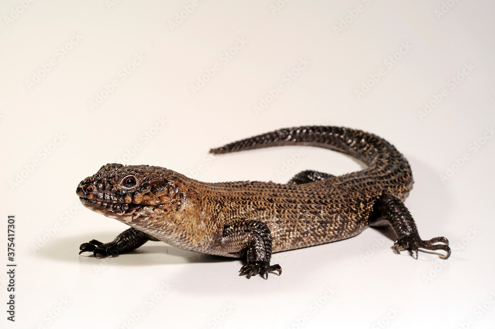 Südlicher Cunninghams Stachelskink, Stachelschwanz-Skink / Southern ...