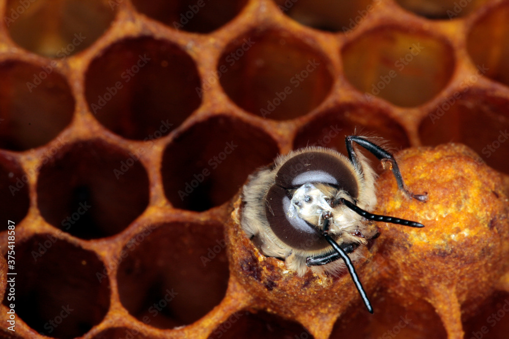 Foto de Drohnen, Drohnenwabe, Bienen, Honigbienen, Apis mellifera L ...