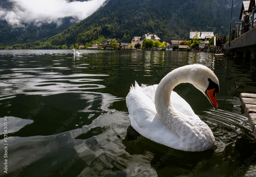 Fotka „Hallstatt, Austria. White swan birds near the dock. View of Lake ...