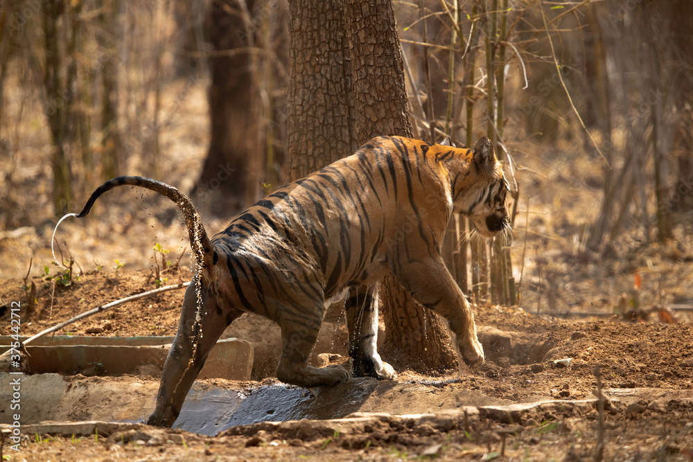 Tigress Sonam coming out from a water hole, Tadoba Andhari Tiger ...