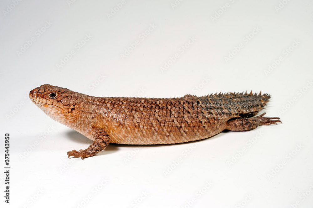 Gidgee Spiny-tailed Skink / Stachelschwanzskink (Egernia stokesii ...