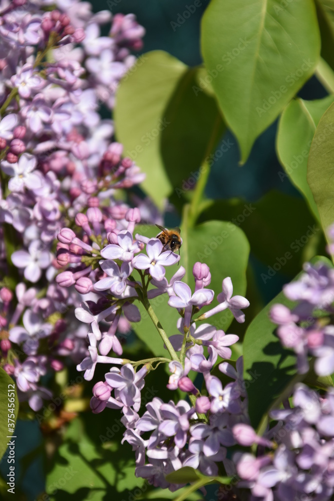 Poster Arbusto del lilo con flor lila morada – Wall Art | UkPosters