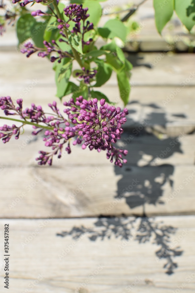 Arbusto del lilo con flor lila morada y fondo de madera Stock Photo ...