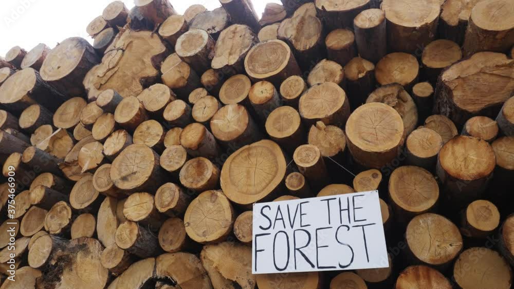 Deforestation environmental problem, logging, cutting trees. removal of ...
