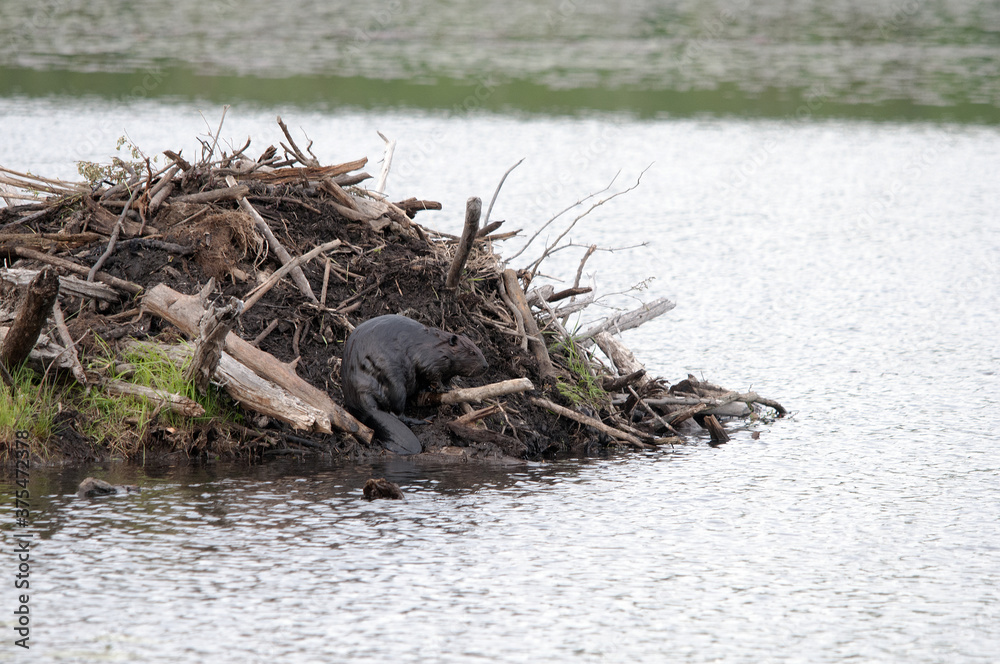 Beaver stock photos. Beaver building lodge dam and den displaying fur ...