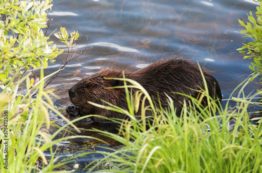 Beaver Stock Photos. Close-up profile view in the water eating ...