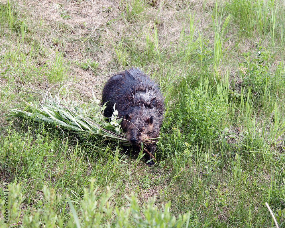 Beaver Stock Photos. Beaver close-up profile with foliage in its mouth ...