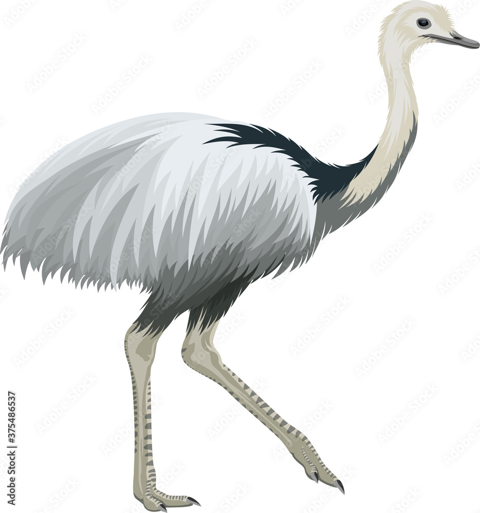 Vector greater rhea, flightless bird illustration Stock Vector | Adobe ...