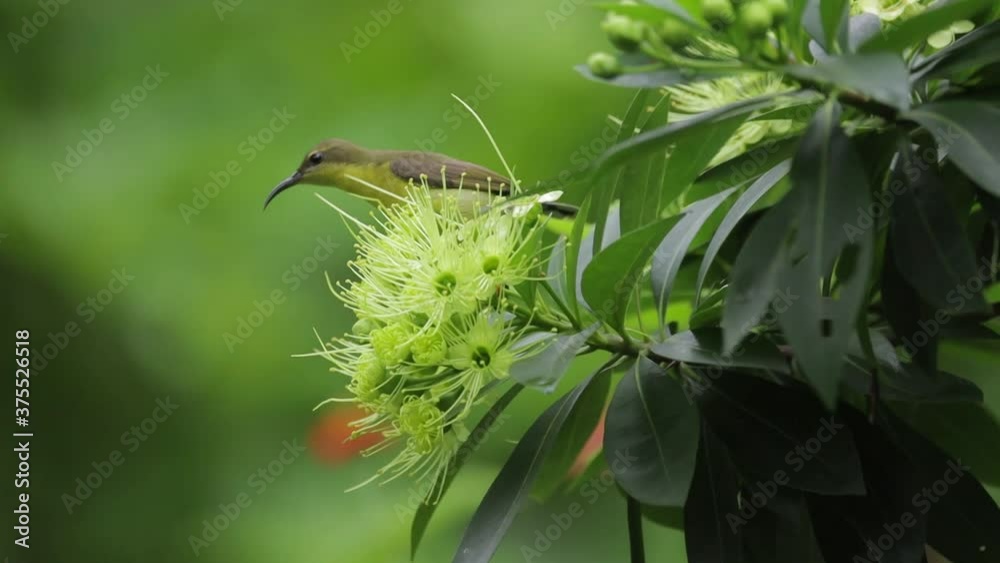 Sunbird eating pollen of Golden Penda or Expo Gold tree Stock Video ...
