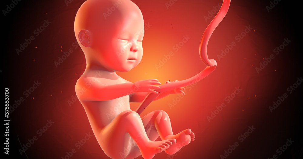 Human Baby Fetus Inside Of A Womb. Ready To Give Birth. 3D Illustration ...
