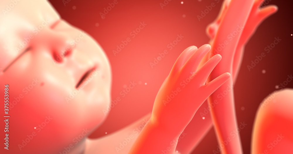 Human Baby Fetus Inside Of A Womb. Ready To Give Birth. 3D Illustration ...