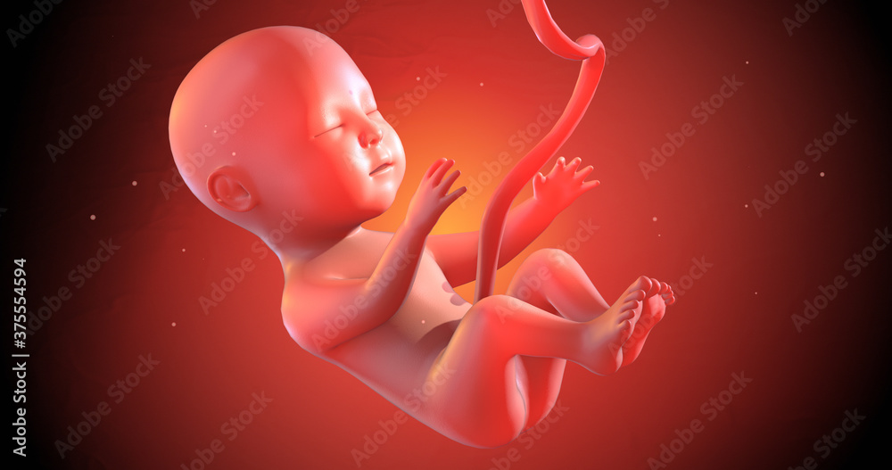 Human Baby Fetus Inside Of A Womb. Ready To Give Birth. 3D Illustration ...