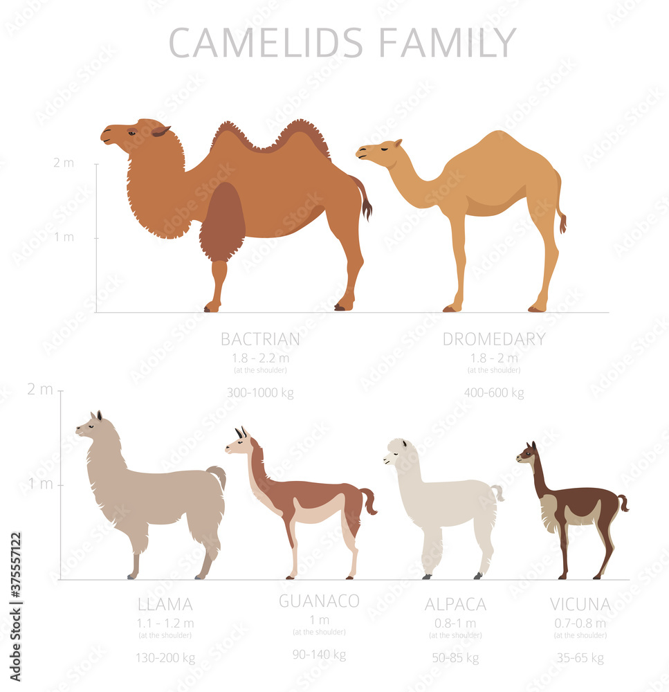 Camelids family collection. Camels and llama infographic design Stock ...