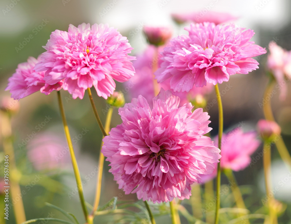 pink cosmos bipinnatus flower'double click rose bon bon' with blurred ...
