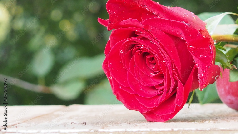 Red rose in the water. Flower bud in drops of water. Cosmetics with ...