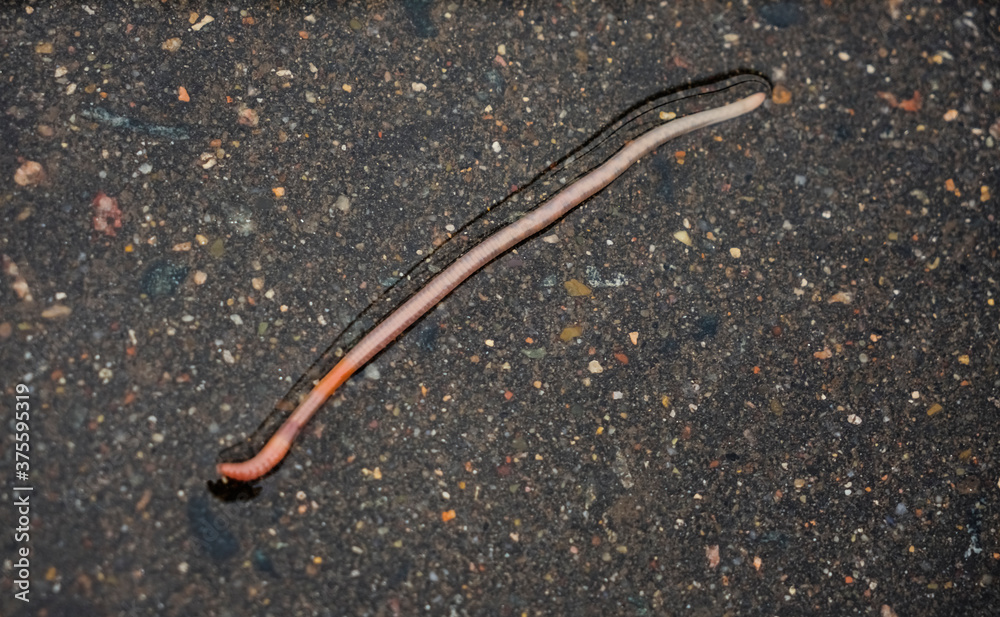long earthworm lies in a rain puddle. top view. Stock Photo | Adobe Stock