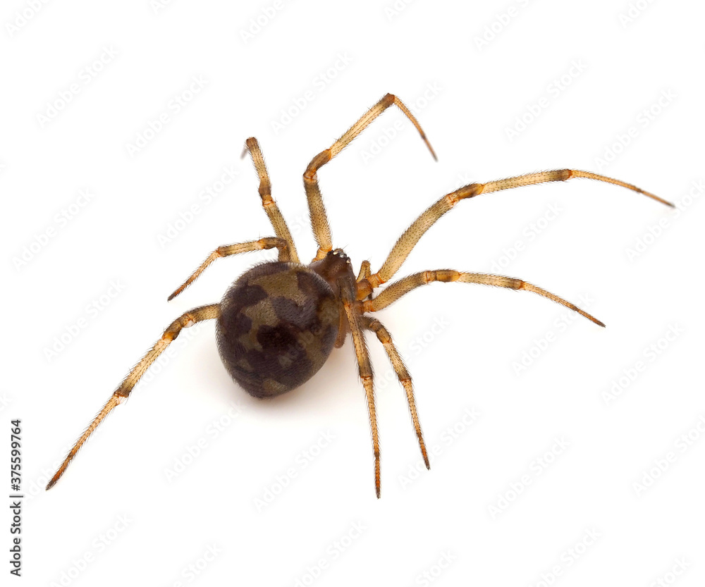 Triangulate cobweb spider isolated on white background, Steatoda ...