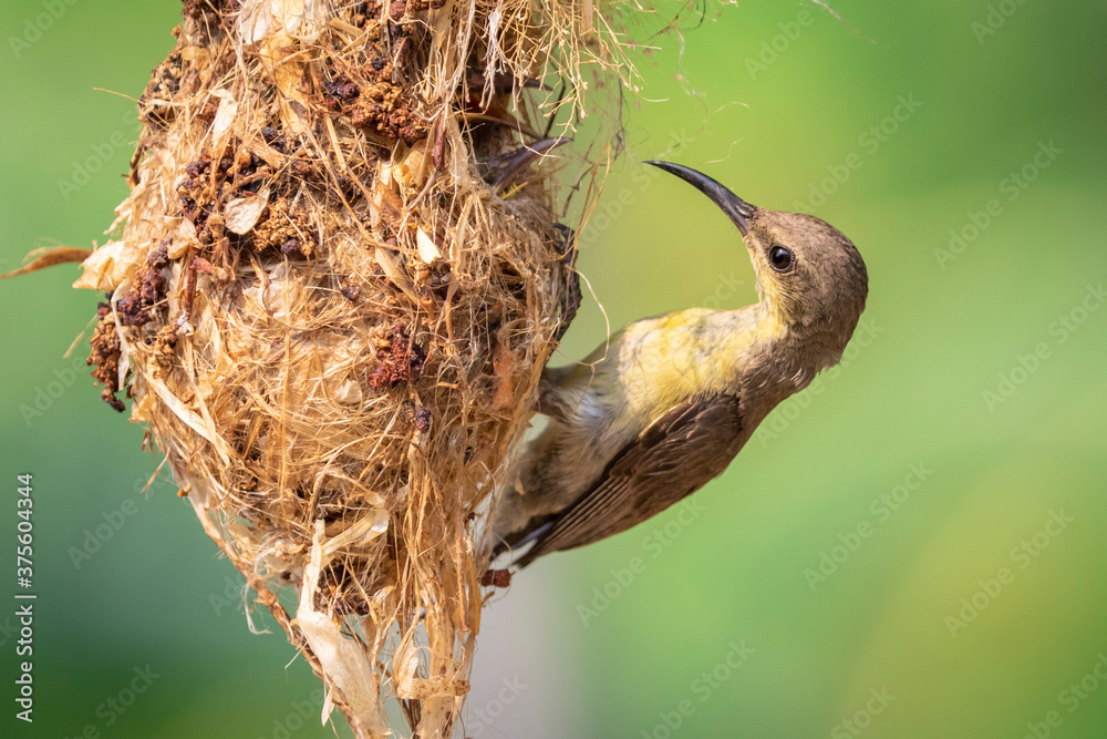 Image of Purple Sunbird (Female) feeding baby bird in the bird's nest ...