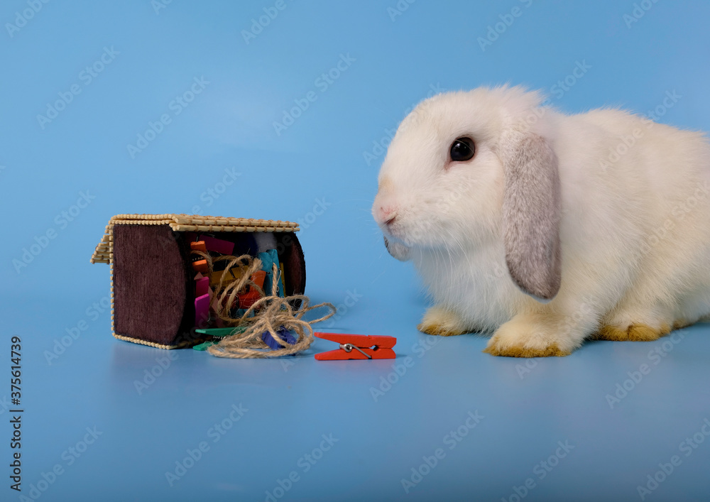 White rabbit, long brown ears, cute and fascinating. Play back the ...