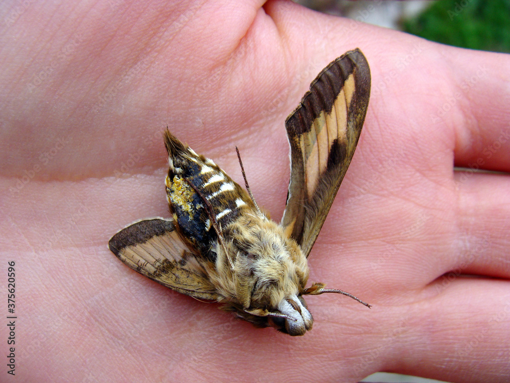 Rare butterfly Stock Photo | Adobe Stock