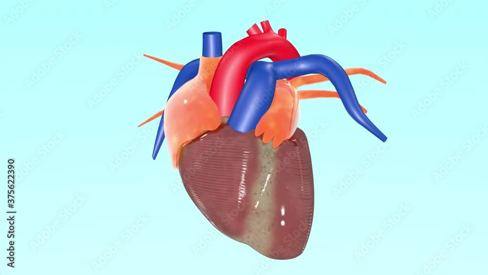 Realistic 3D animated pulsating Heart Beat pumping action with rotation ...