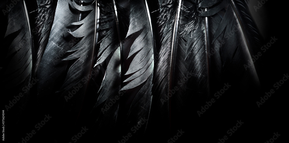 Raven Feathers Wallpaper