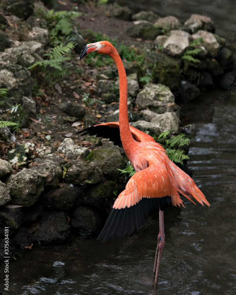 Flamingo bird stock photos. Flamingo bird close-up profile view spread ...