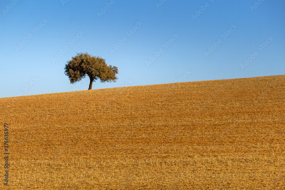 Alentejo typical farmland fields and Mediterranean landscape, tourist ...