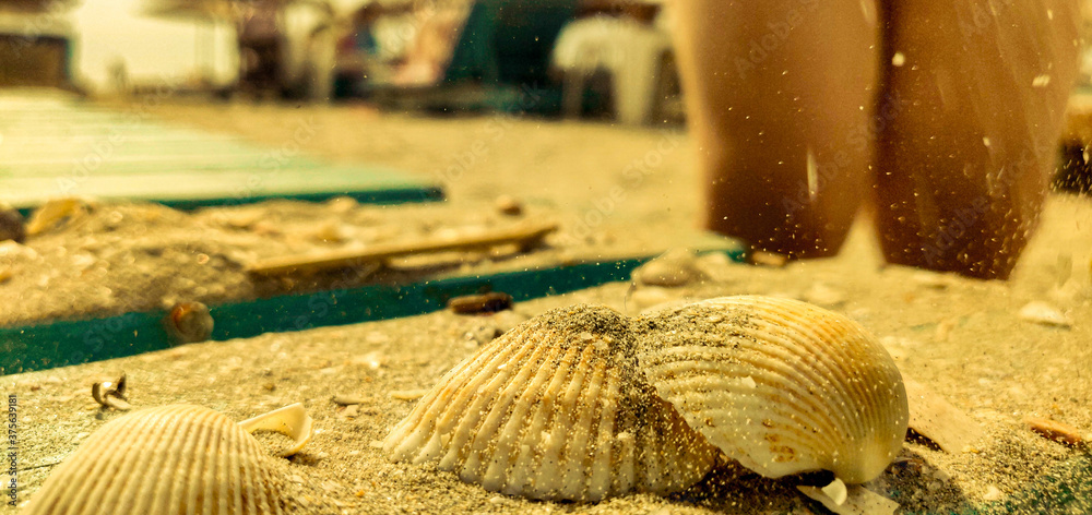 Sea shells on the beach and falling sand Stock Photo | Adobe Stock