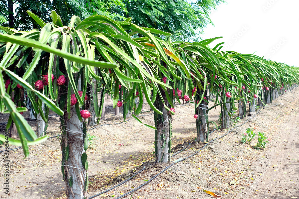 ripe dragon fruit (pitaya, pitahaya) field of fruit tree planting on plantation in india, 1 ...