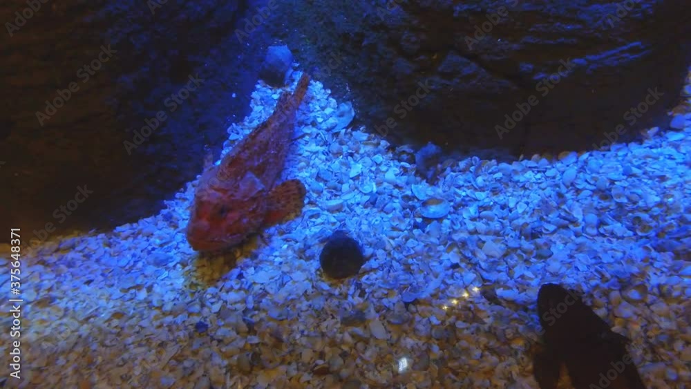 Stonefish (Synanceia verrucosa) deadly fish with poison; lying on the ...