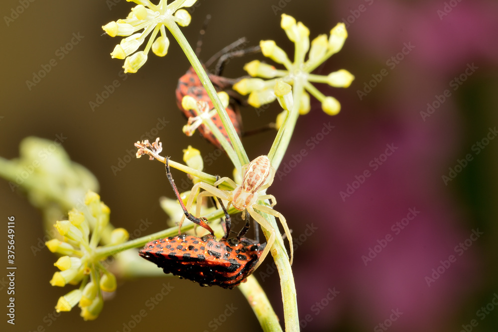chinches roja en una planta amarilla Cimex lectularius Marbella ...