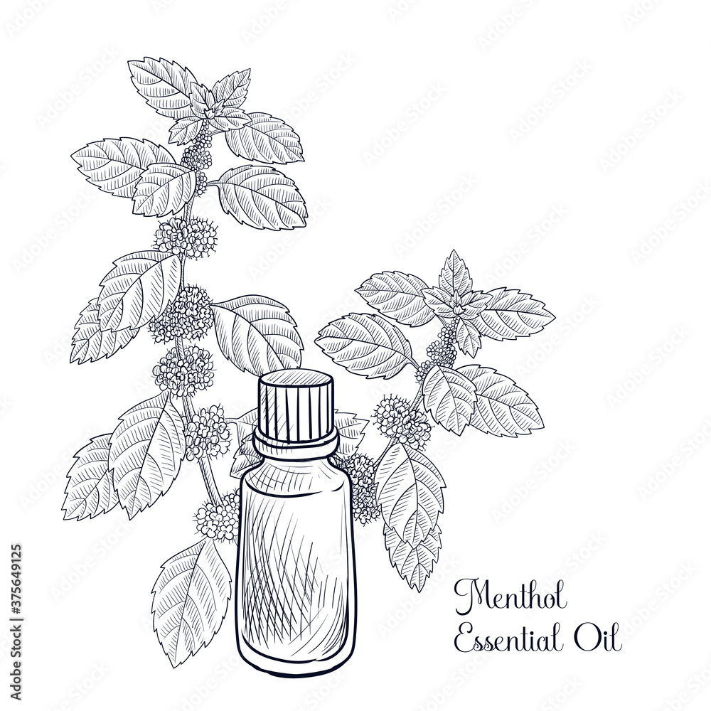 vector drawing menthol essential oil Stock Vector | Adobe Stock