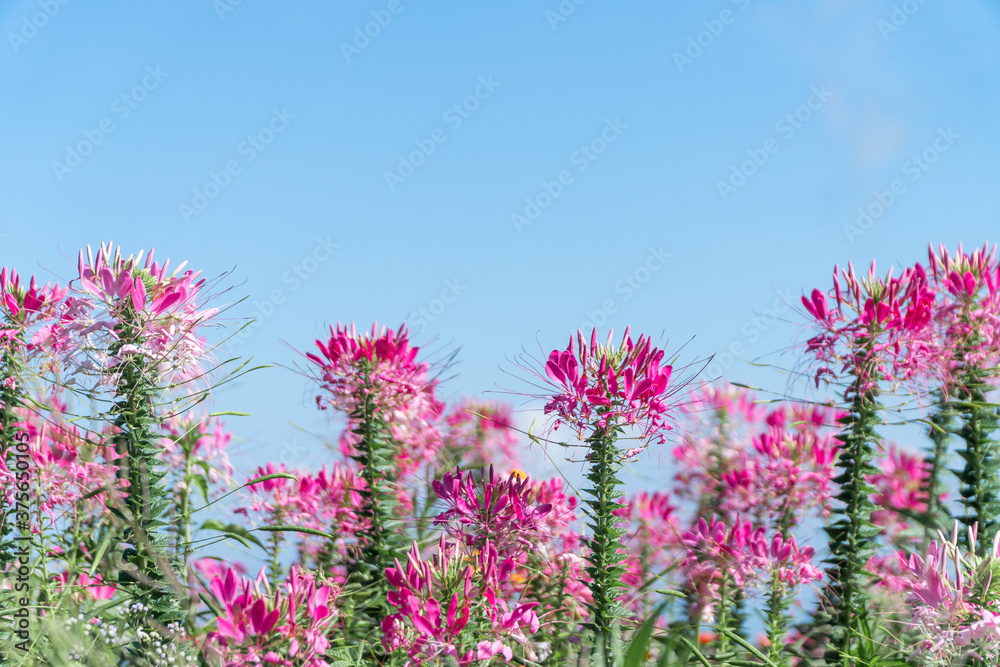 Blooming spider flowers in the morning at Khaokho, Phetchabun, Thailand ...