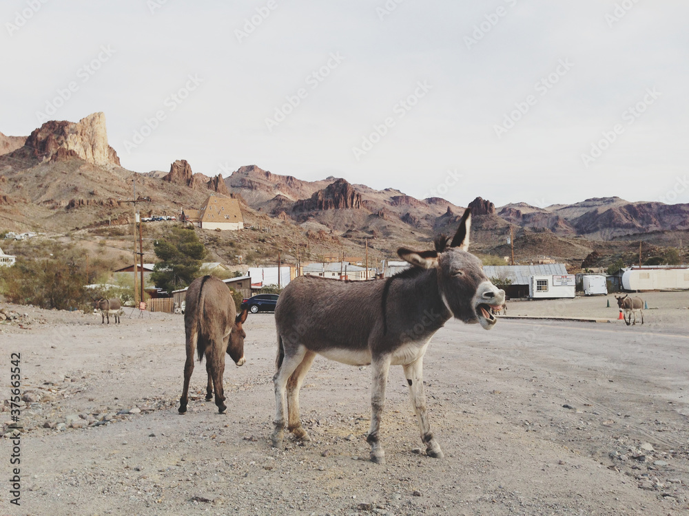 Laughing Burro Stock Photo | Adobe Stock