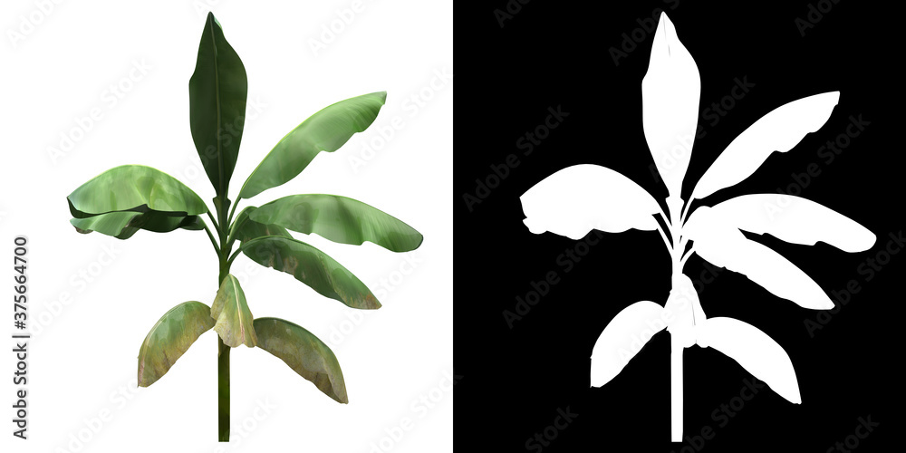 Front view of tree (Musa Basjoo) png with alpha channel to cutout 3D ...
