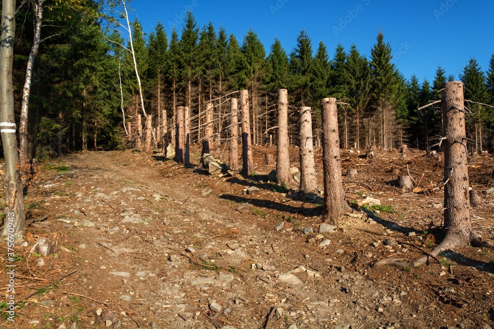 Hostyn hills. Rise forest on the way to the lookout tower on Kelcsky ...