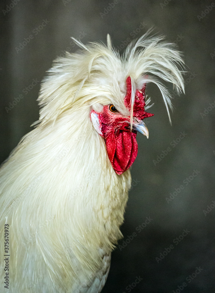 Ferdinand, a Mottled Houdan x Buff Laced Crested Polish x Sicilian ...