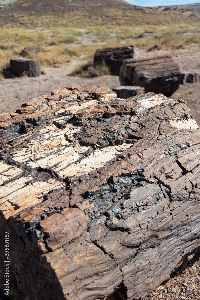Petrified wood in the Petrified Forest National Park - AZ, USA. During ...