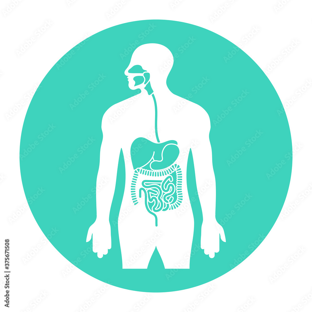 Human alimentary tract or digestive system organs flat vector icon for ...