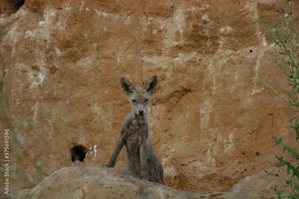 An emaciated young fox with a skin disease sits on the slope of a sand ...